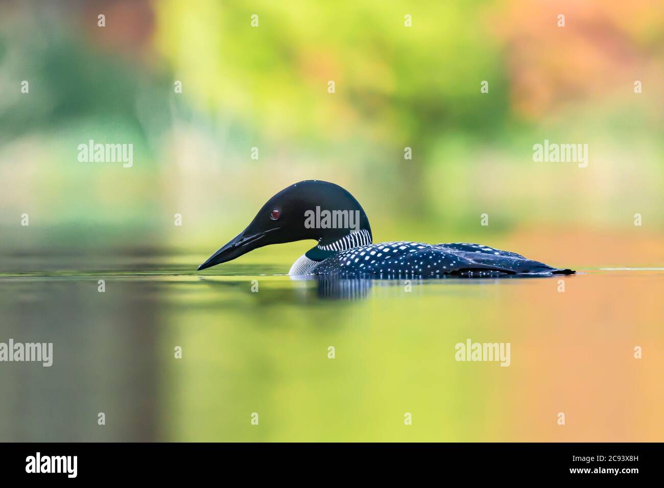 Common Loon, Gavia immer, on Imp Lake during nesting season, Ottawa ...