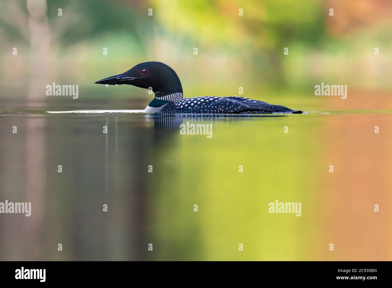 Common Loon, Gavia immer, on Imp Lake during nesting season, Ottawa ...