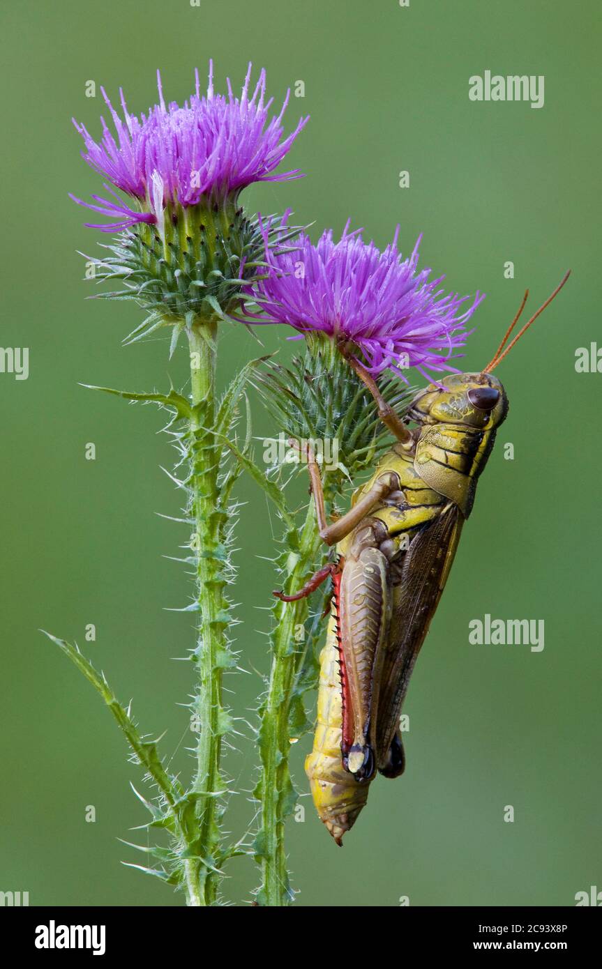 Red-legged Locust (Melanoplus femurrubrum) on Star Thistle (Cirsium ...