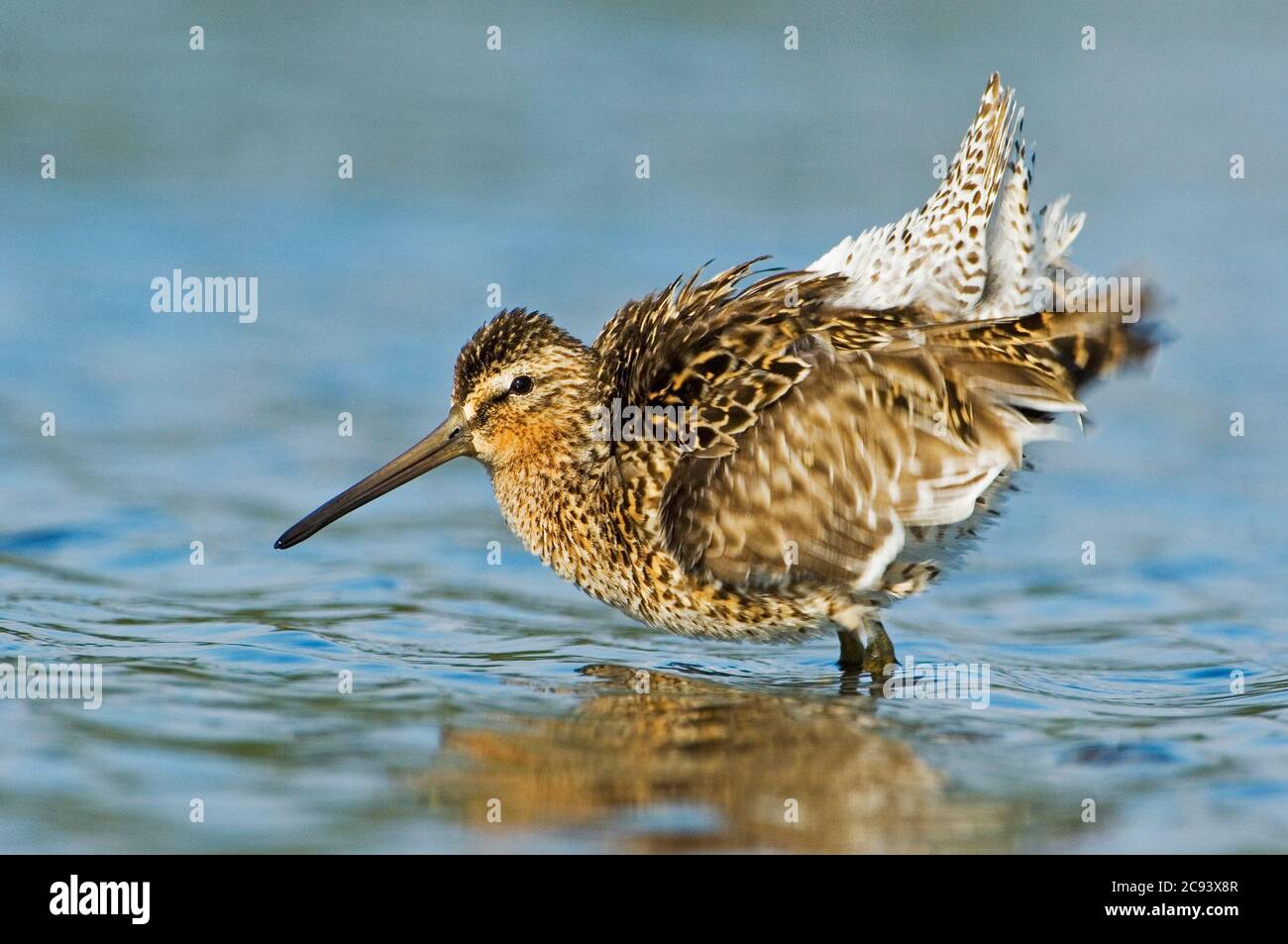 Short billed dowitchers hi-res stock photography and images - Alamy