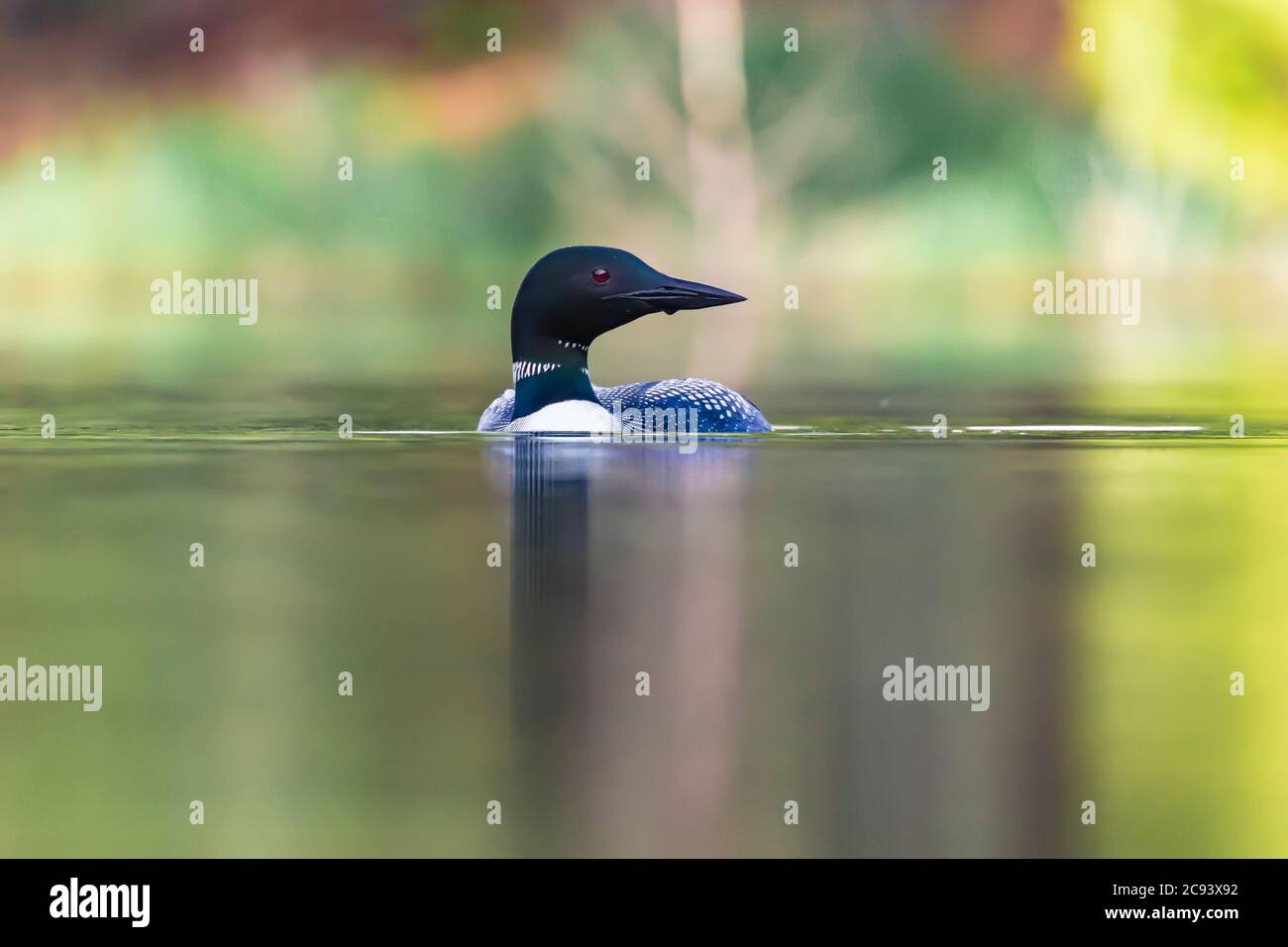 Common Loon, Gavia immer, on Imp Lake during nesting season, Ottawa ...