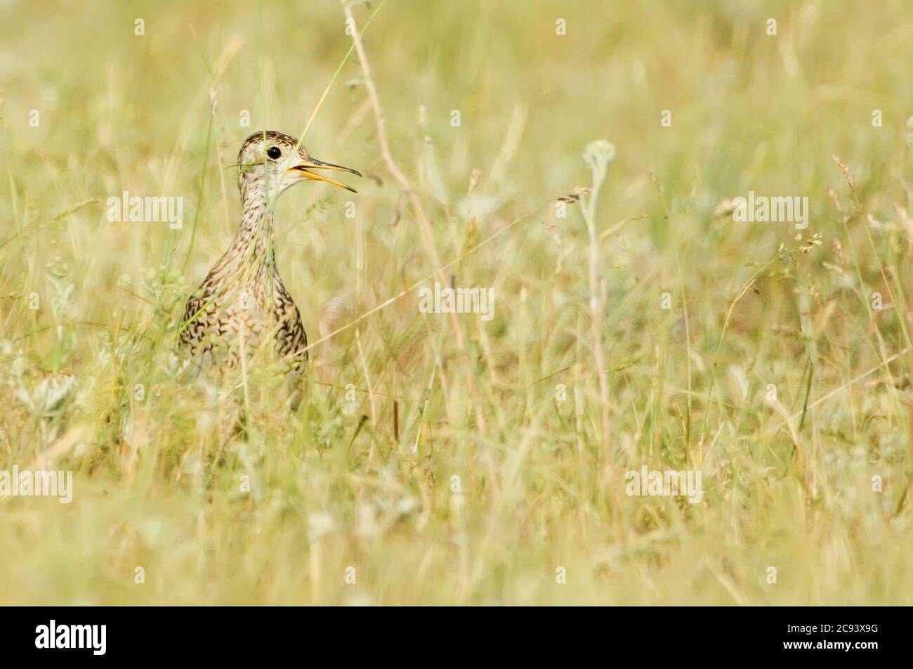 Upland sandpiper in grassland habitat Stock Photo - Alamy
