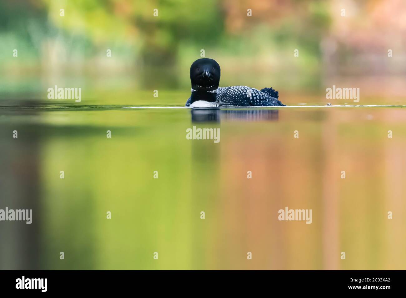 Common Loon, Gavia immer, on Imp Lake during nesting season, Ottawa ...