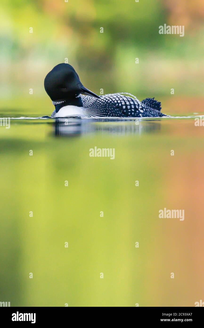 Common Loon, Gavia immer, on Imp Lake during nesting season, Ottawa ...