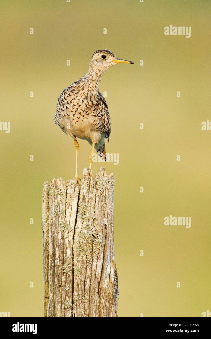 Upland sandpiper portrait Stock Photo - Alamy
