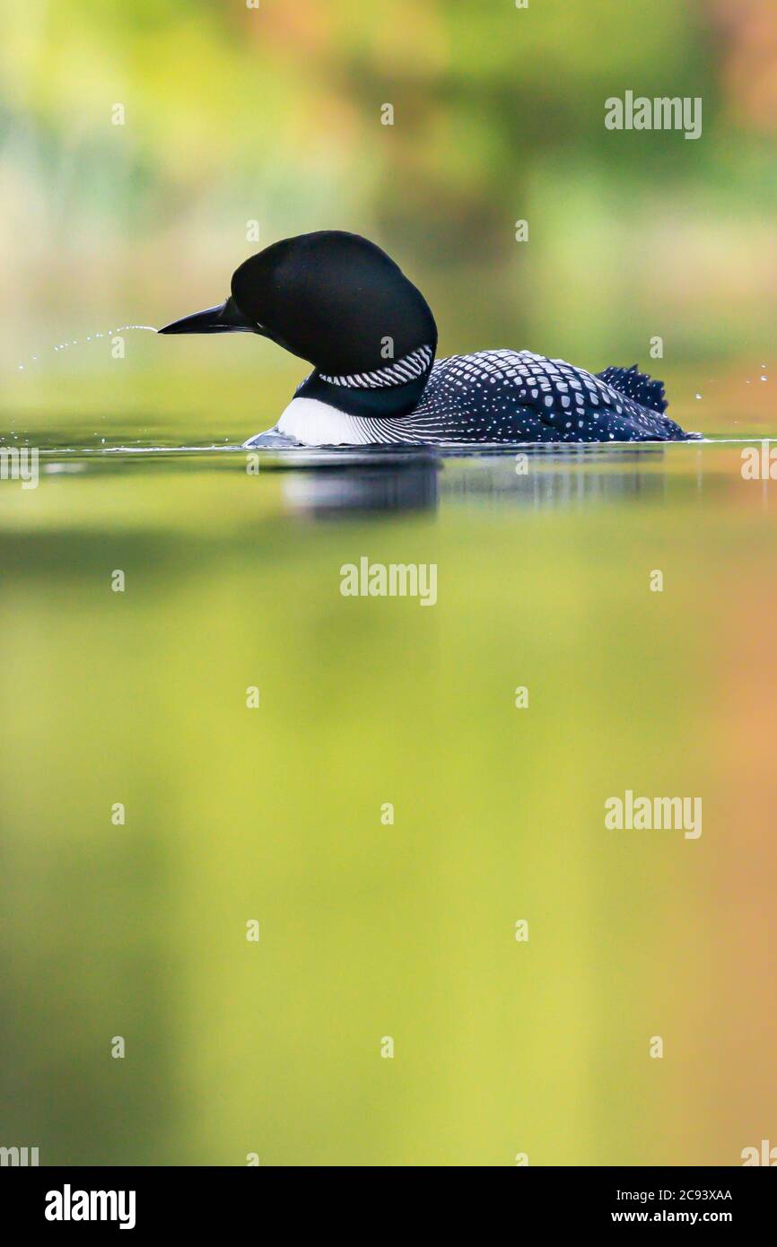 Common Loon, Gavia immer, on Imp Lake during nesting season, Ottawa ...