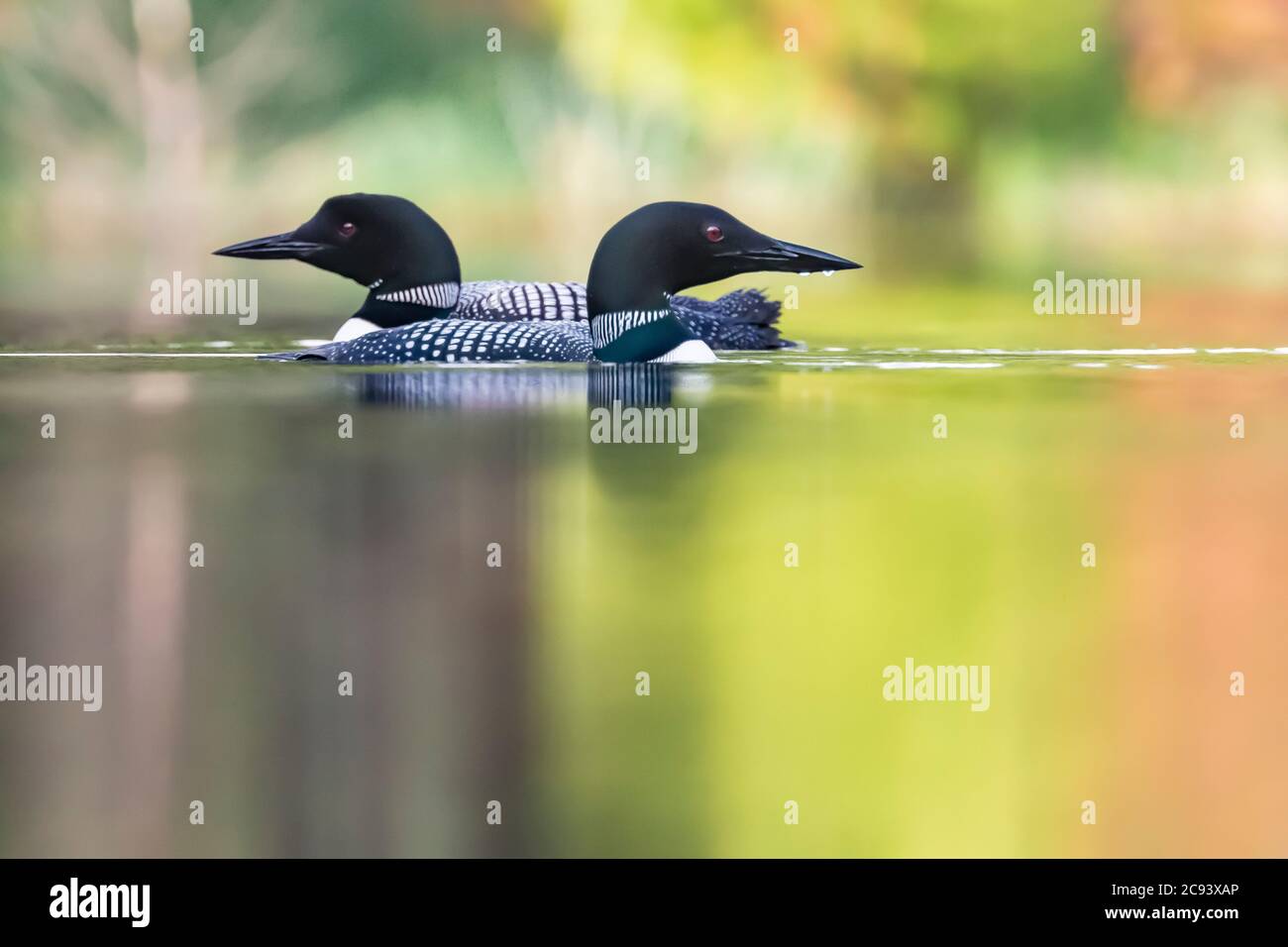 Common Loon, Gavia immer, on Imp Lake during nesting season, Ottawa ...