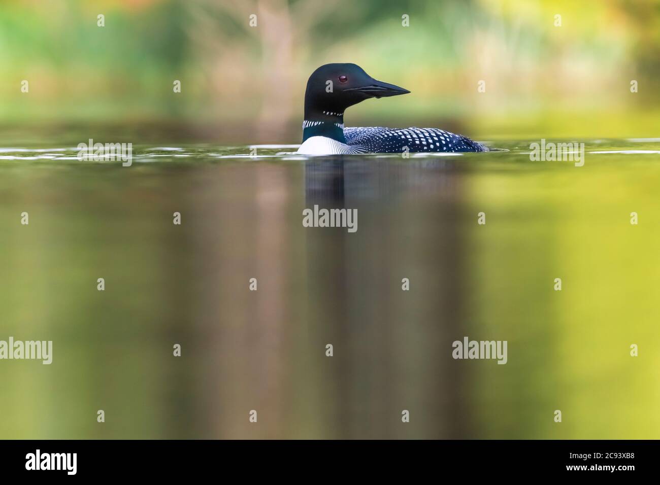 Common Loon, Gavia immer, on Imp Lake during nesting season, Ottawa ...