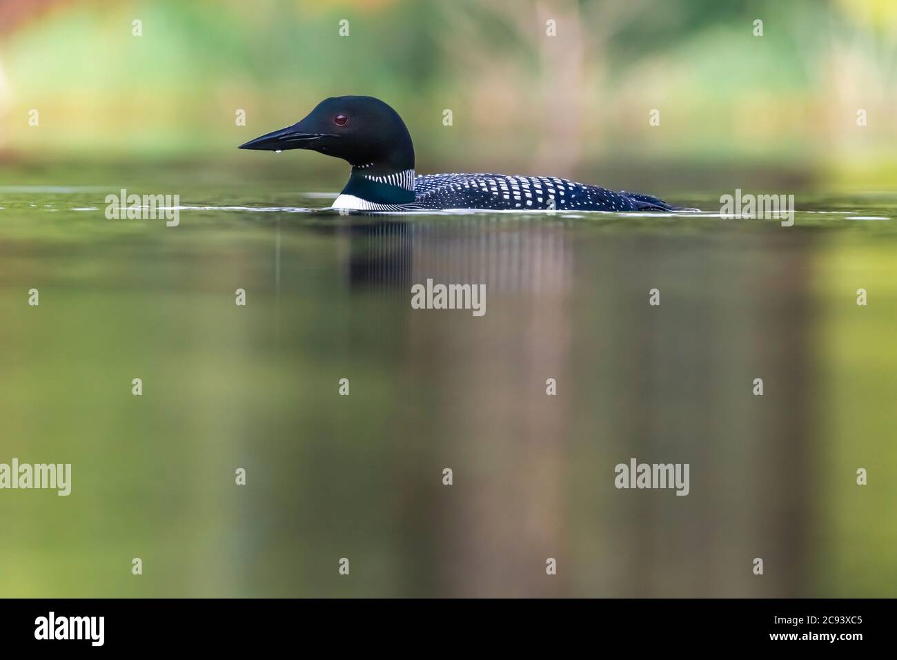 Common Loon, Gavia immer, on Imp Lake during nesting season, Ottawa ...