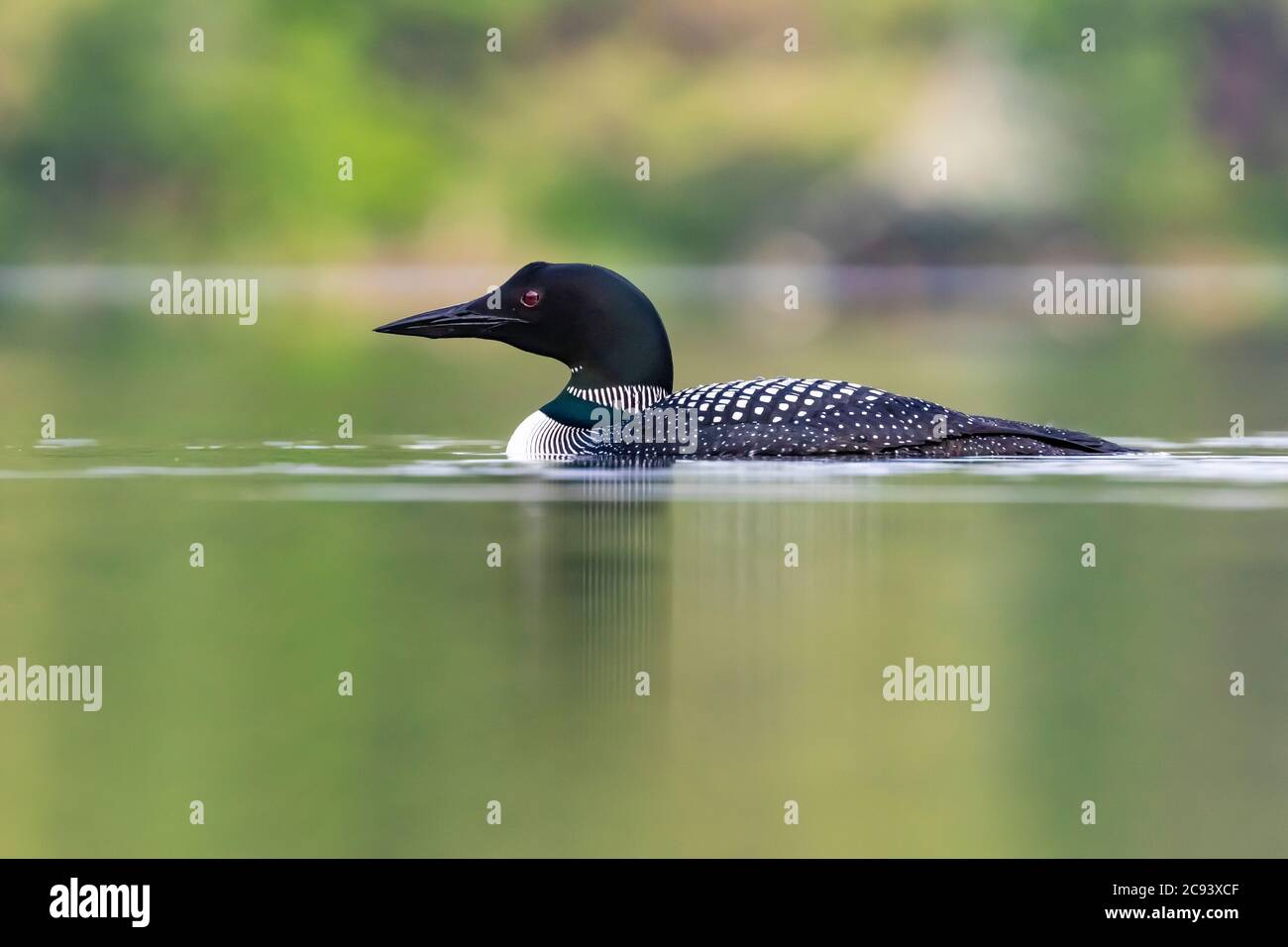 Common Loon, Gavia immer, on Imp Lake during nesting season, Ottawa ...