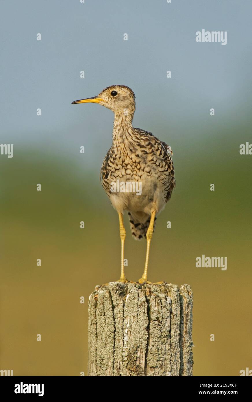 Upland sandpiper portrait Stock Photo - Alamy