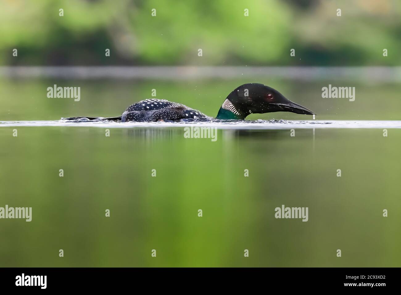 Upper loon lake hi-res stock photography and images - Alamy