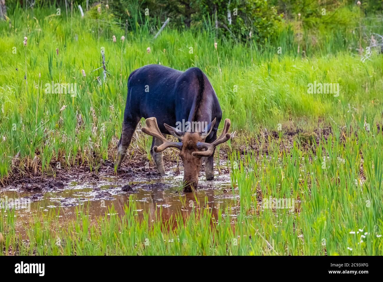 Moose In The Upper Peninsula
