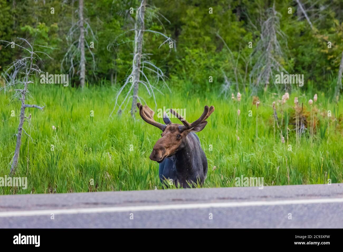 Michigan Moose Bowling Tournament 2011
