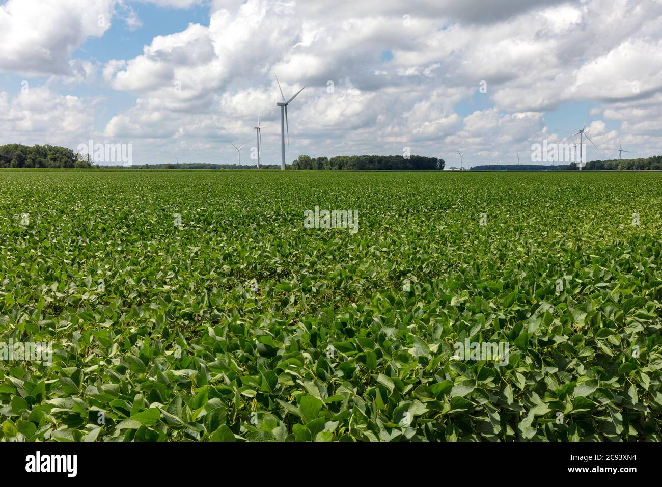 Wind Tiurbines, Wind farm, near Rosebush, Michigan, USA, by James D ...