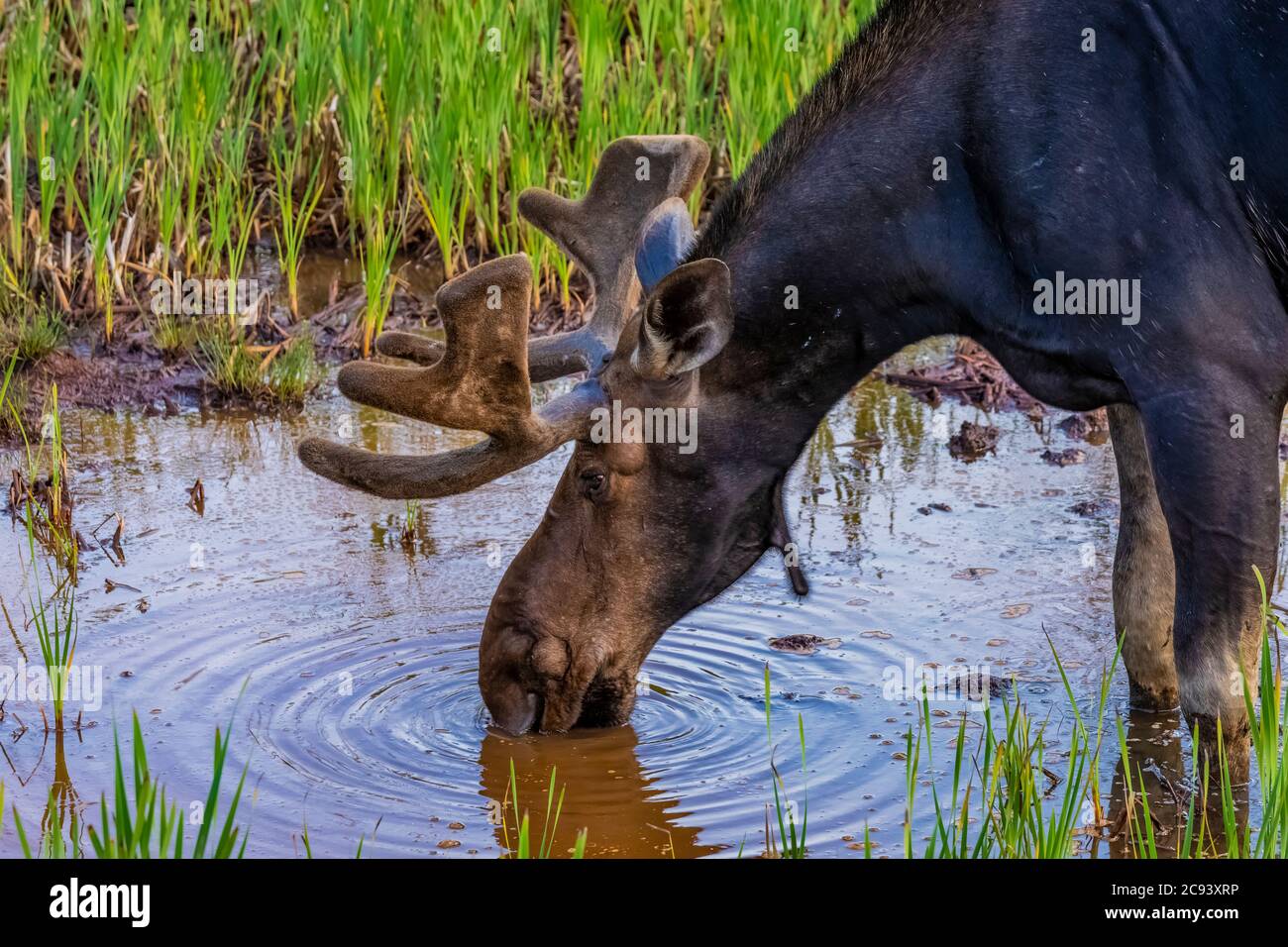 Michigan Moose Bowling Tournament 2011