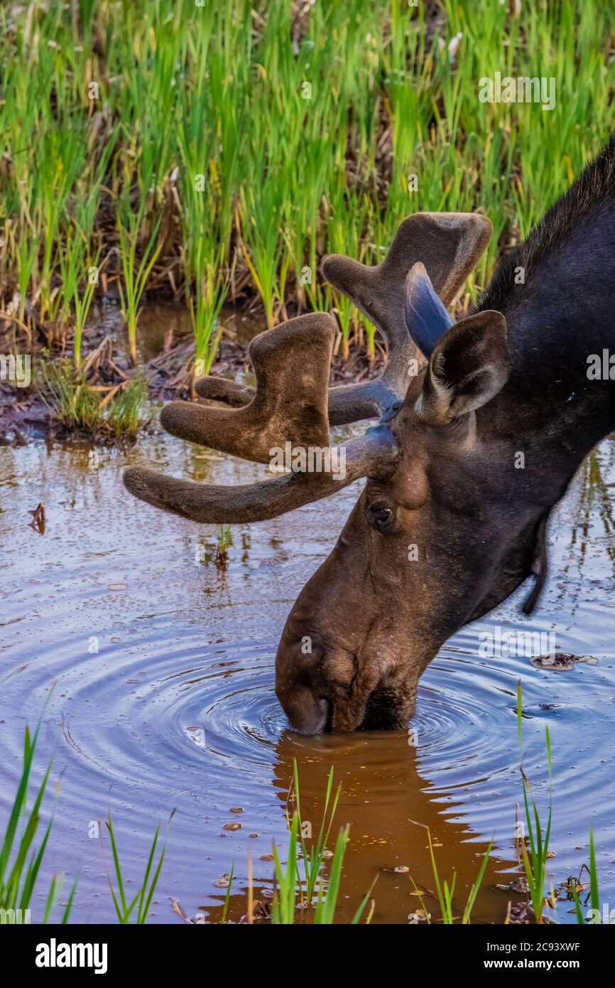 Moose In The Upper Peninsula