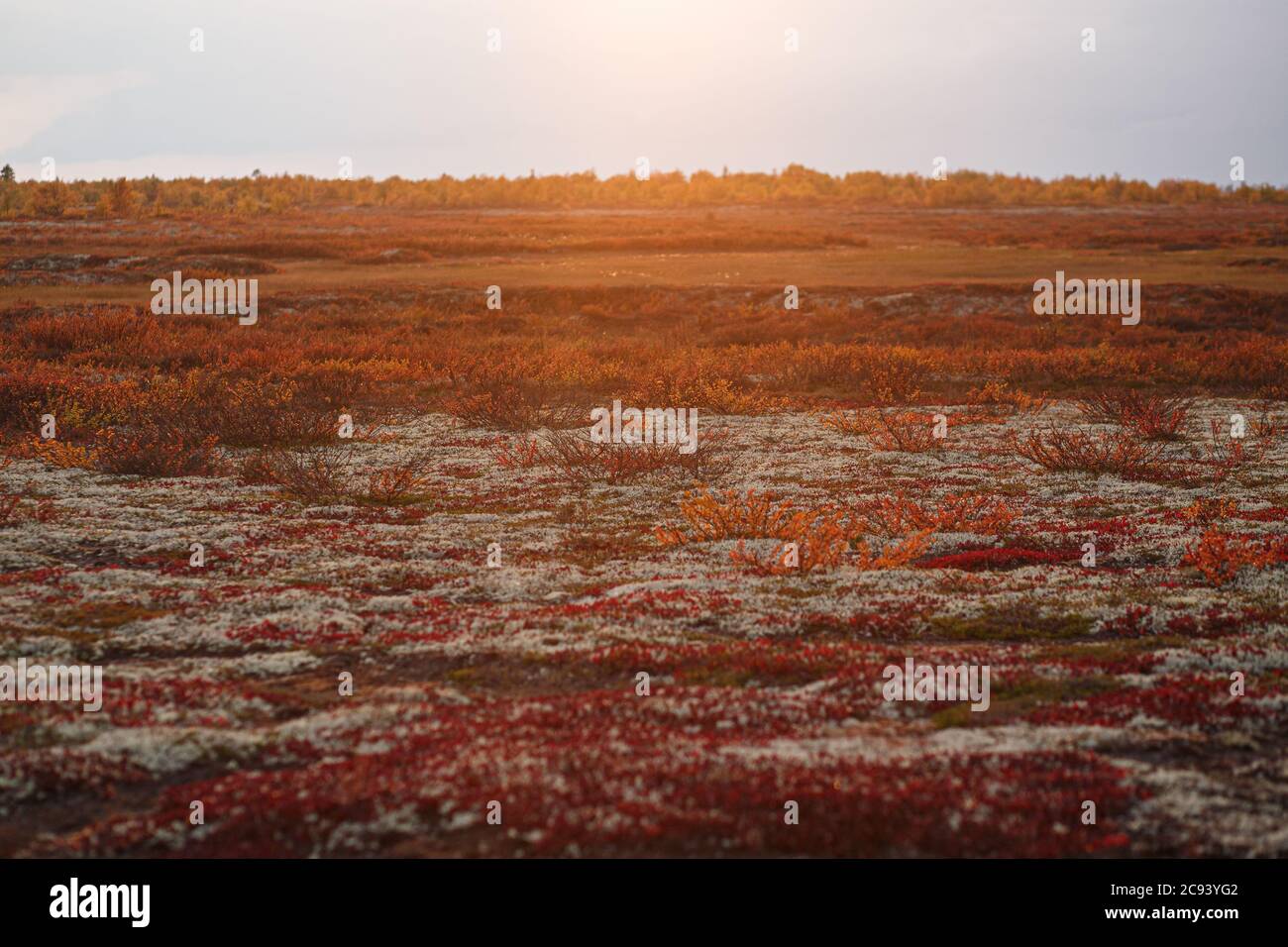 Beautiful warm autumn tundra scenery in sunshine. Bright natural colors ...