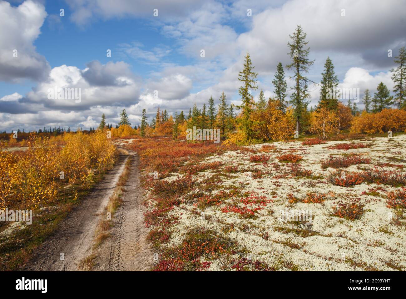 Beautiful panoramic landscape of forest-tundra, Autumn in the tundra ...