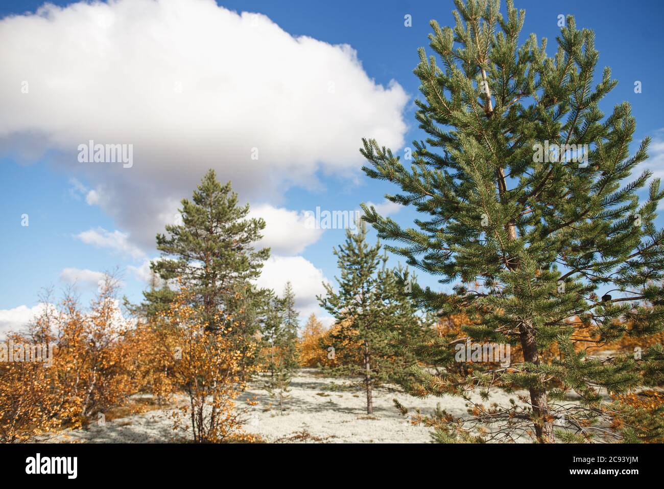 Beautiful landscape of forest-tundra, Autumn in the tundra. Green pine branches and lichen in ...