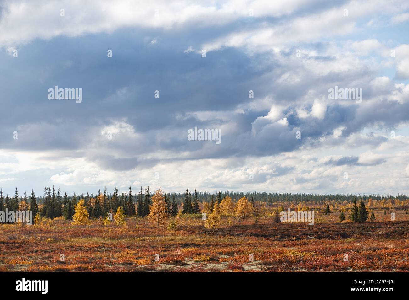Beautiful panoramic landscape of forest-tundra, Autumn in the tundra ...