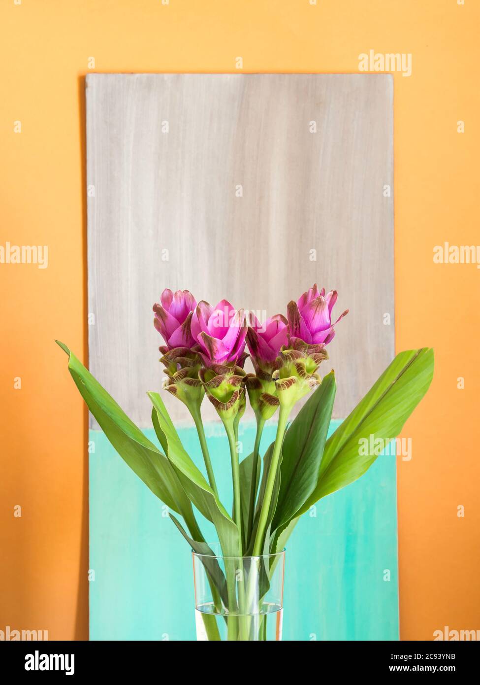 Purple turmeric flowers on orange background Stock Photo - Alamy