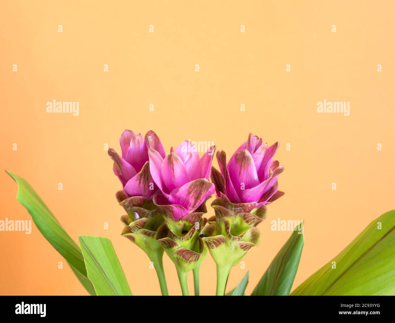Purple turmeric flowers on orange background Stock Photo - Alamy