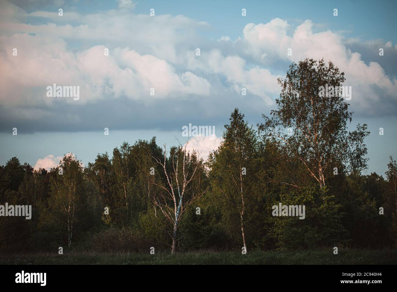 The edge of a deciduous forest with birches at sunset Stock Photo - Alamy