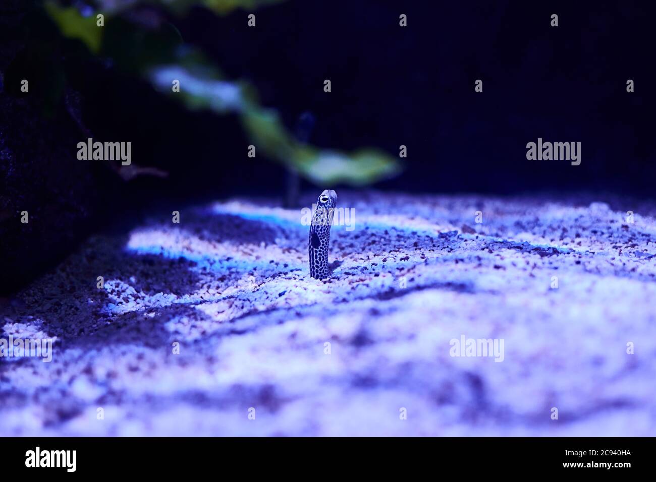 Garden eel coming out from the sand, sea floor, bright Stock Photo - Alamy
