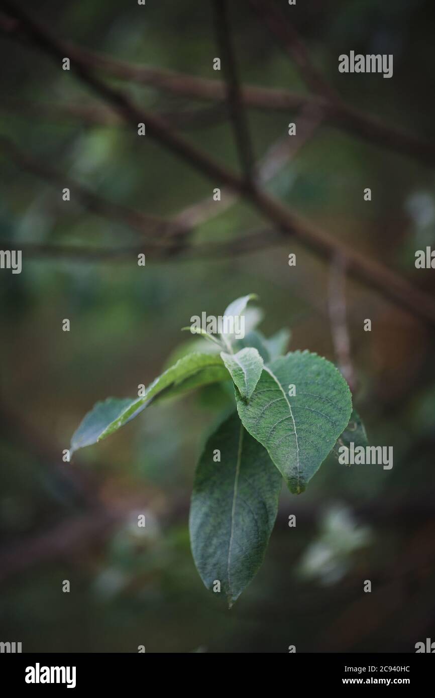Apple tree leaves hi-res stock photography and images - Alamy