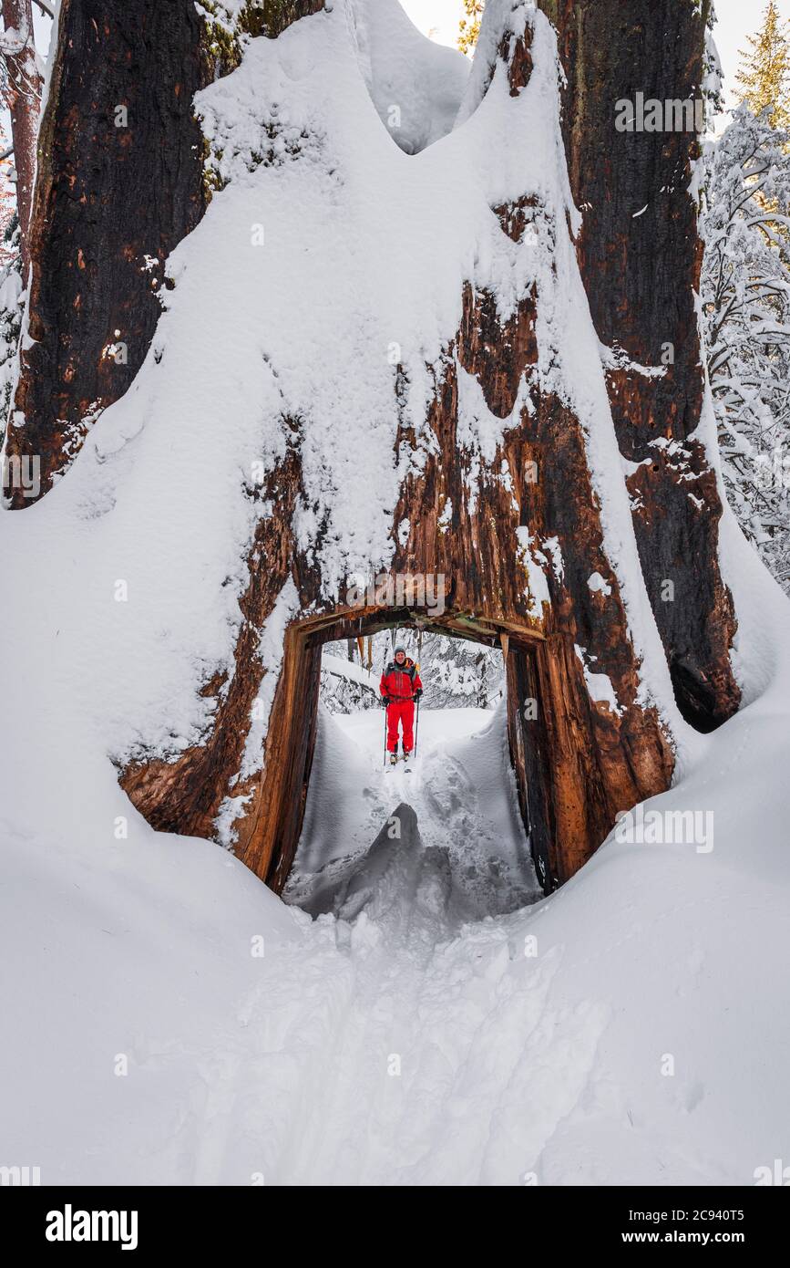 Skier and giant sequoia tunnel tree in the Tuolumne Grove, Yosemite ...