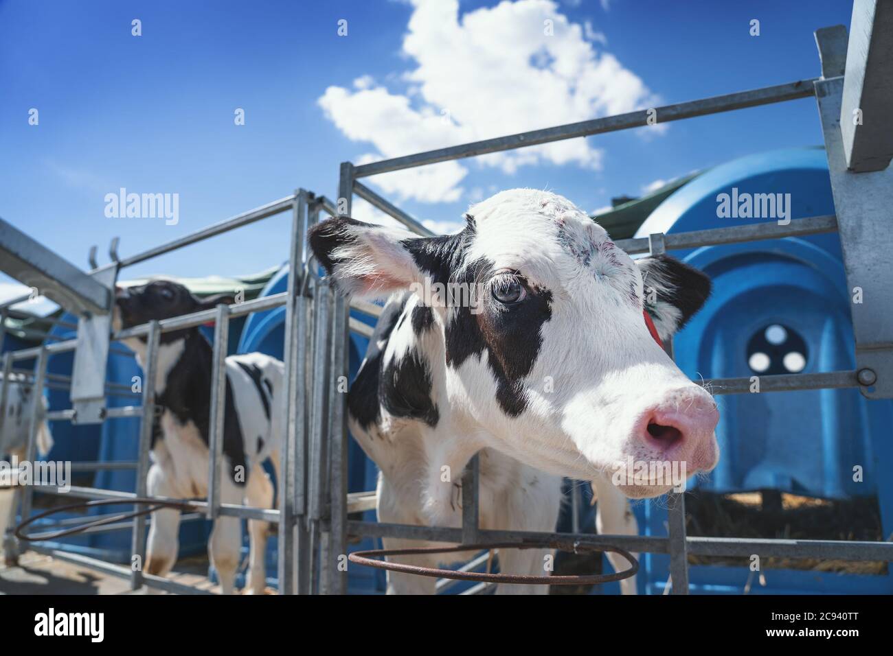 Young cute Calf in calf-house-box on daity farm, close up animal ...