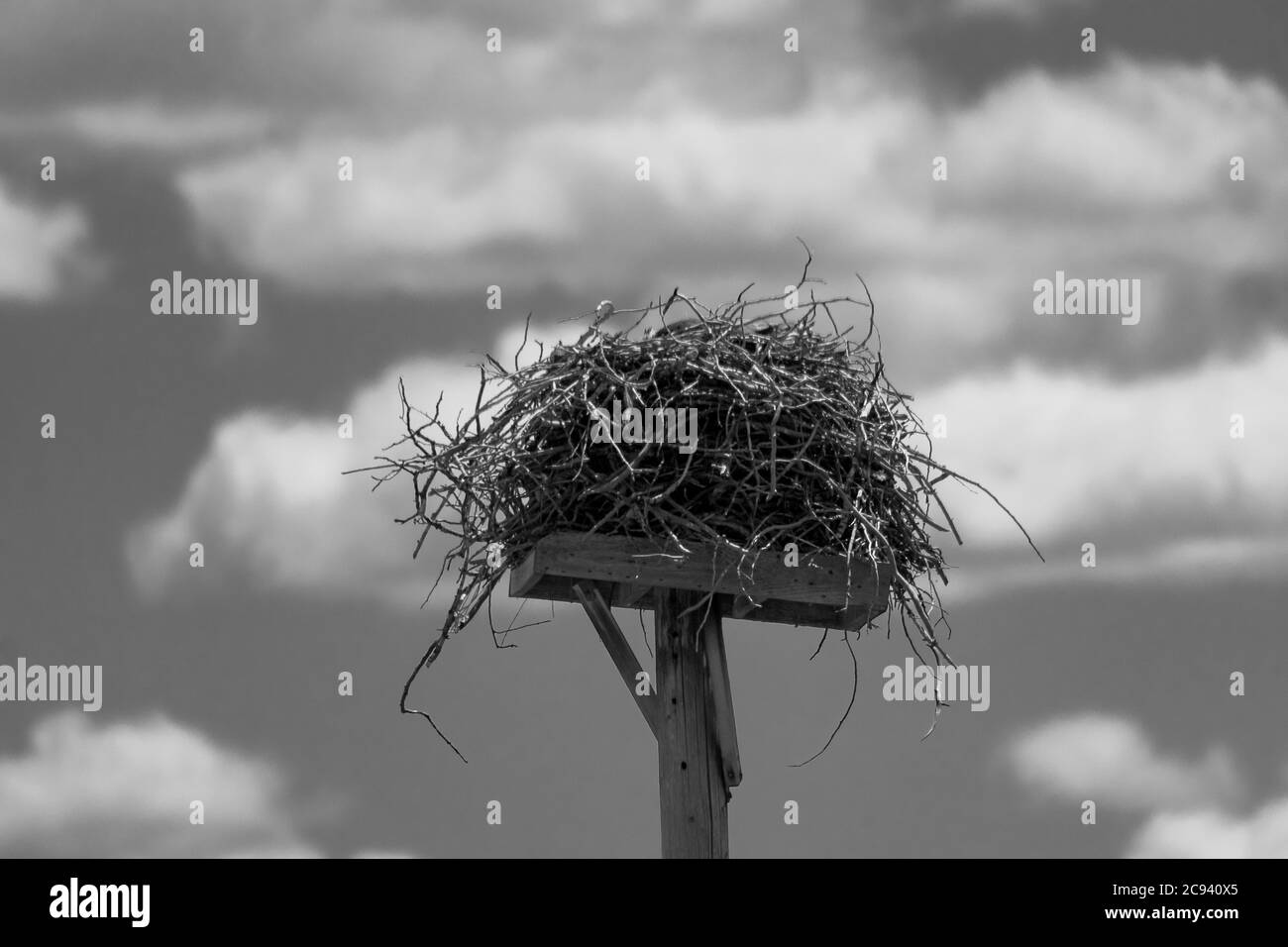 Osprey Nest on Platform Stock Photo - Alamy