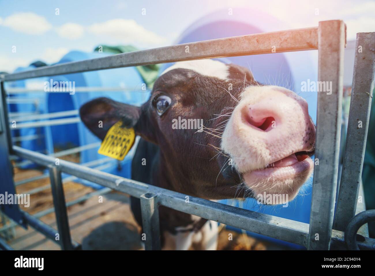 Calf house box hi-res stock photography and images - Alamy