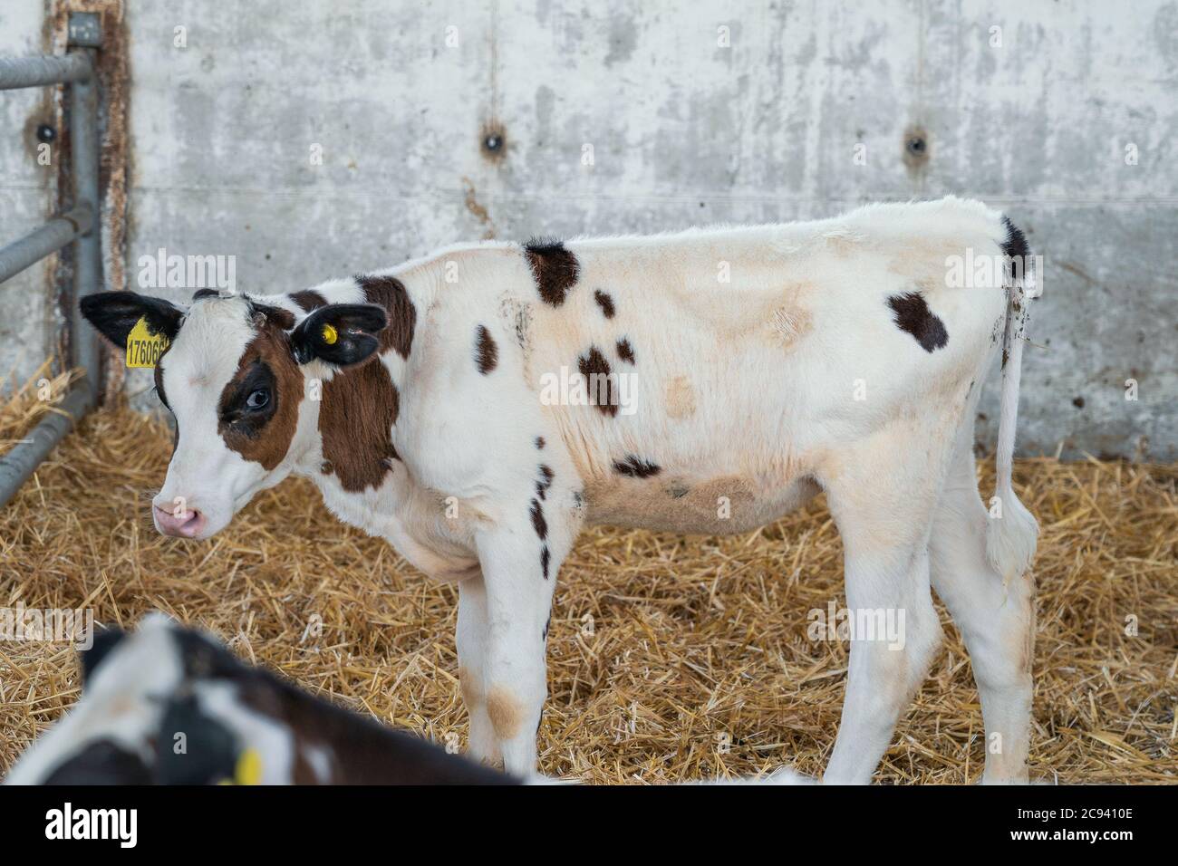 Calf stands hi-res stock photography and images - Alamy
