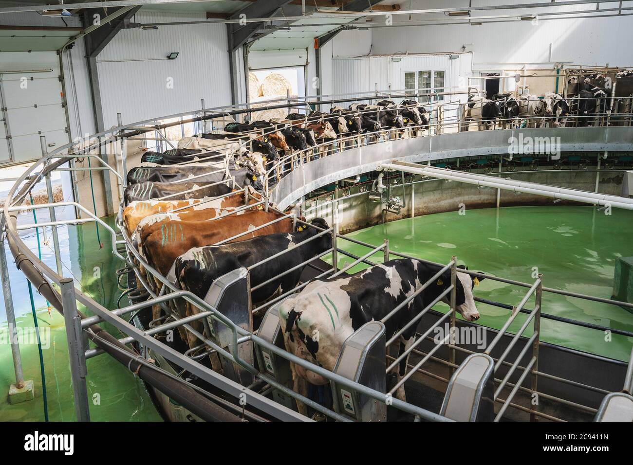 Process of milking cows on industrial rotary equipment on dairy farm ...