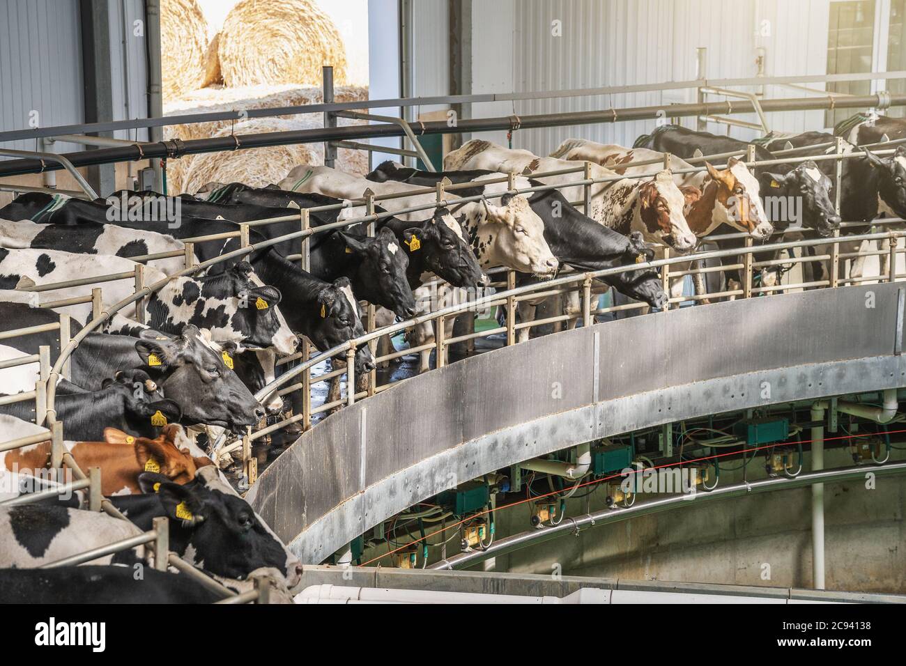 Process of milking cows on industrial rotary equipment on dairy farm ...
