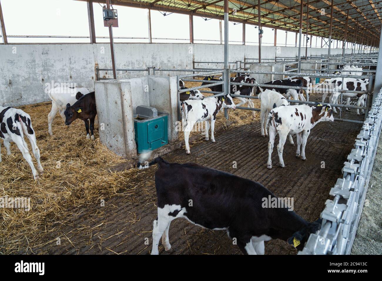 Young calves in cowshed in dairy farm. Calves stand on stall Stock ...