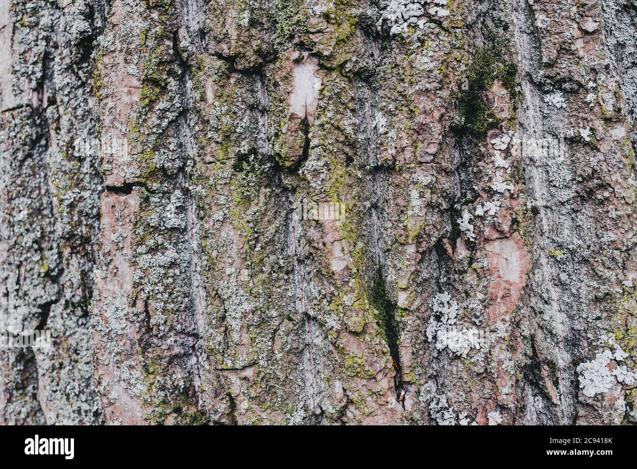 Background of tree bark. The texture of the old trees Stock Photo - Alamy