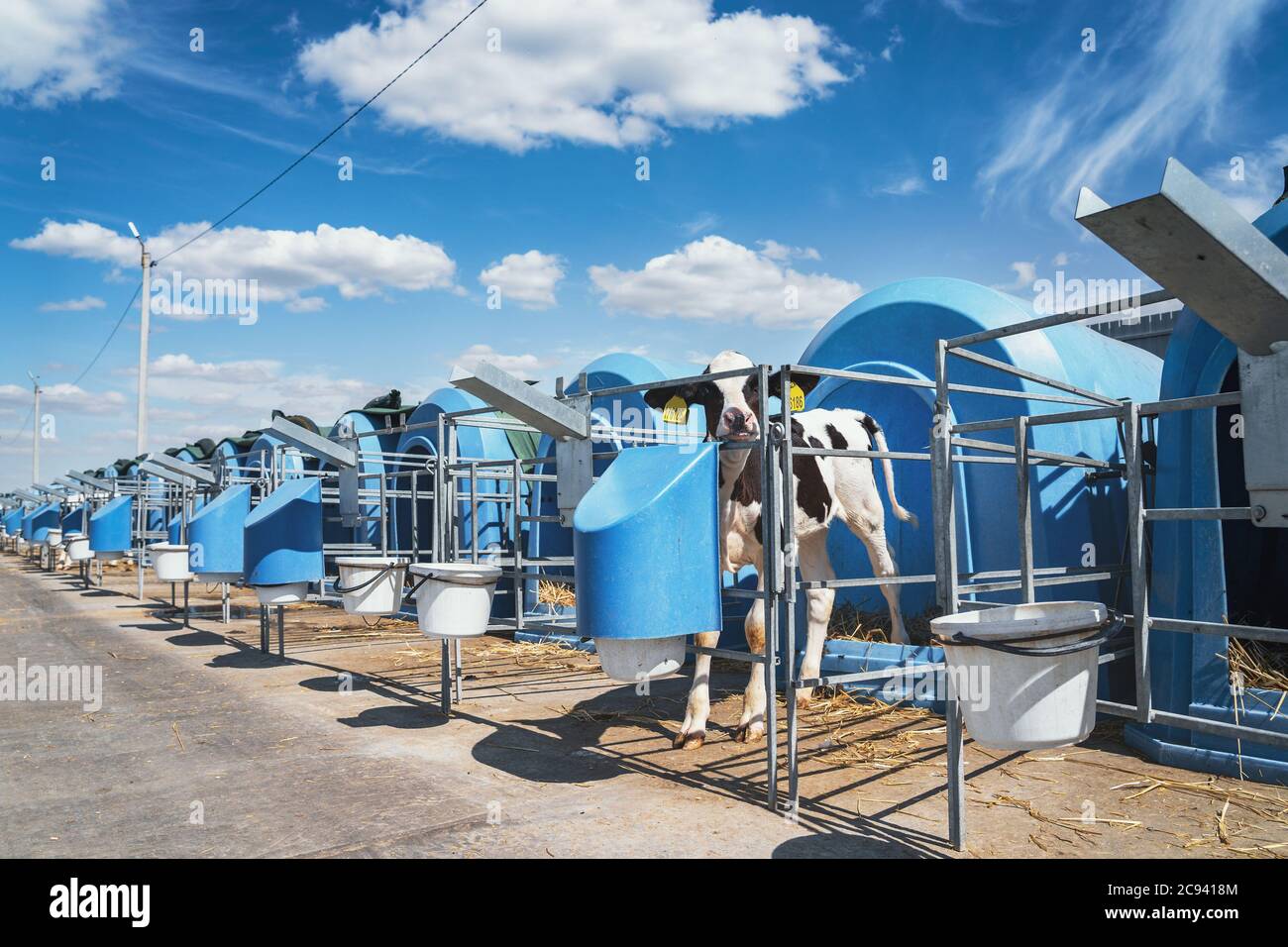 Cute calf in special boxes for young cattle on dairy farm Stock Photo ...