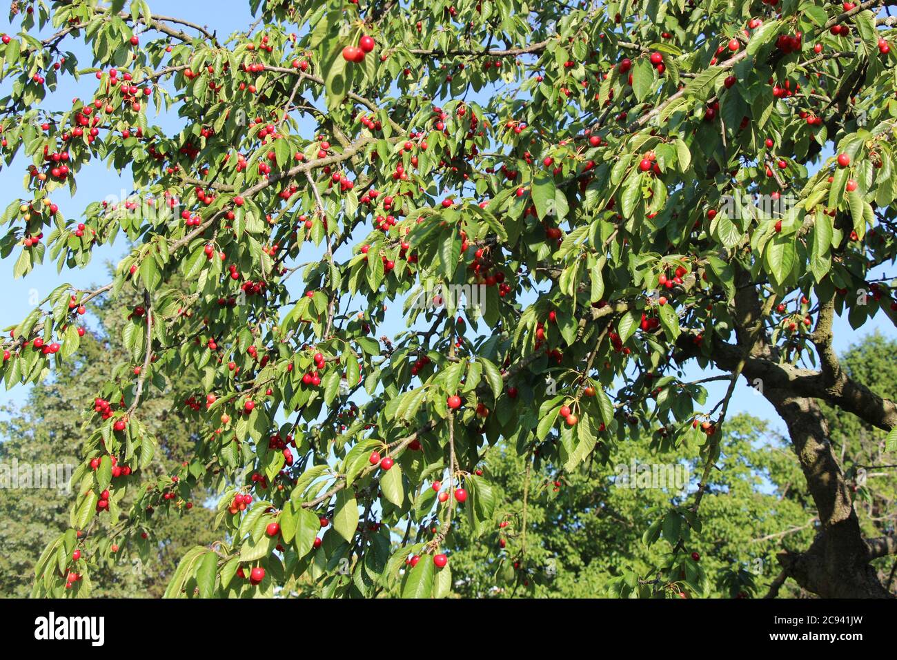 Red cherry tree hi-res stock photography and images - Alamy