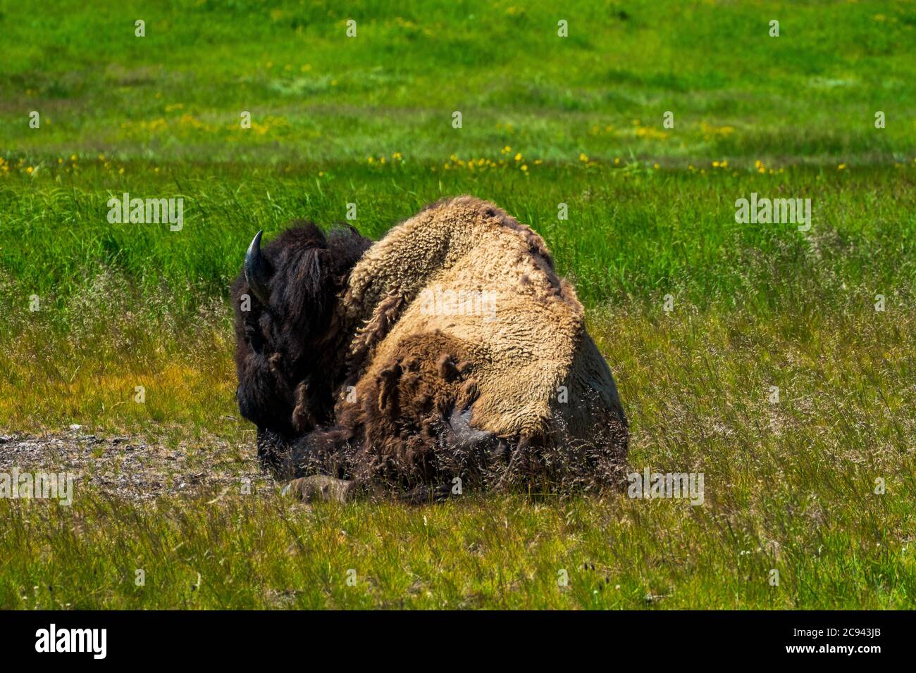 Yellowstone volcano animal hi-res stock photography and images - Alamy