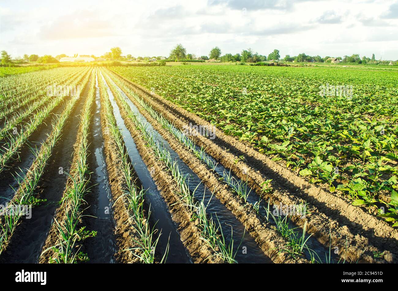 Water flows through irrigation canals on a farm leek onion plantation ...