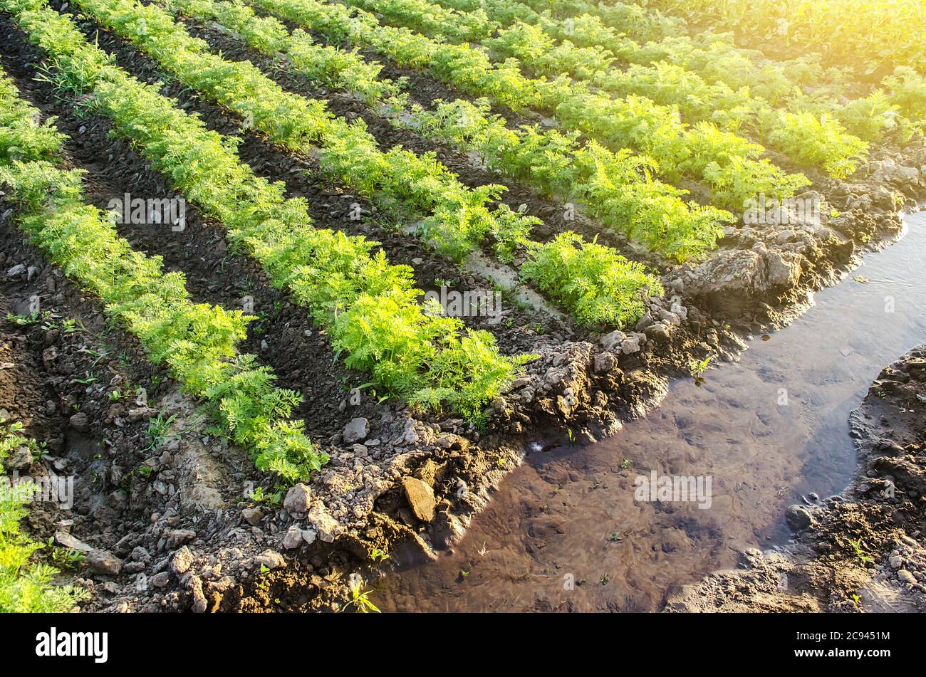 Water plantation hi-res stock photography and images - Alamy