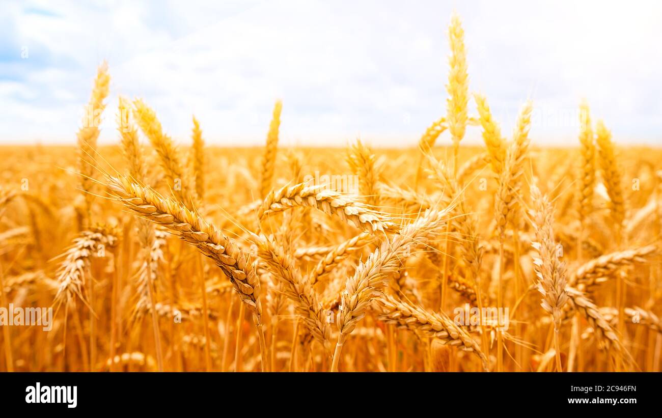 Wheat field. Ears of golden wheat close up. Beautiful Nature Sunset ...