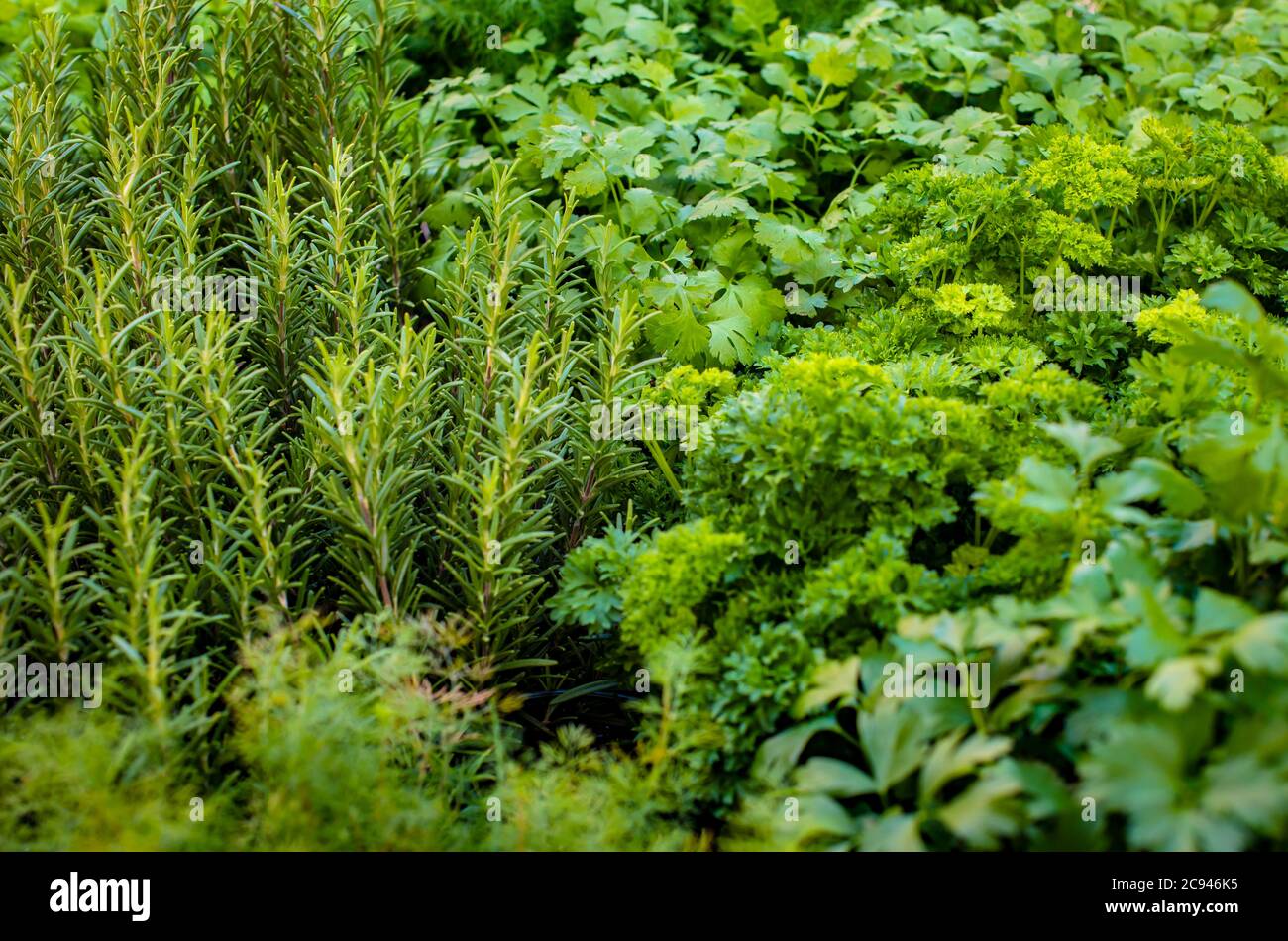 Different greens, spices or herbs Stock Photo - Alamy