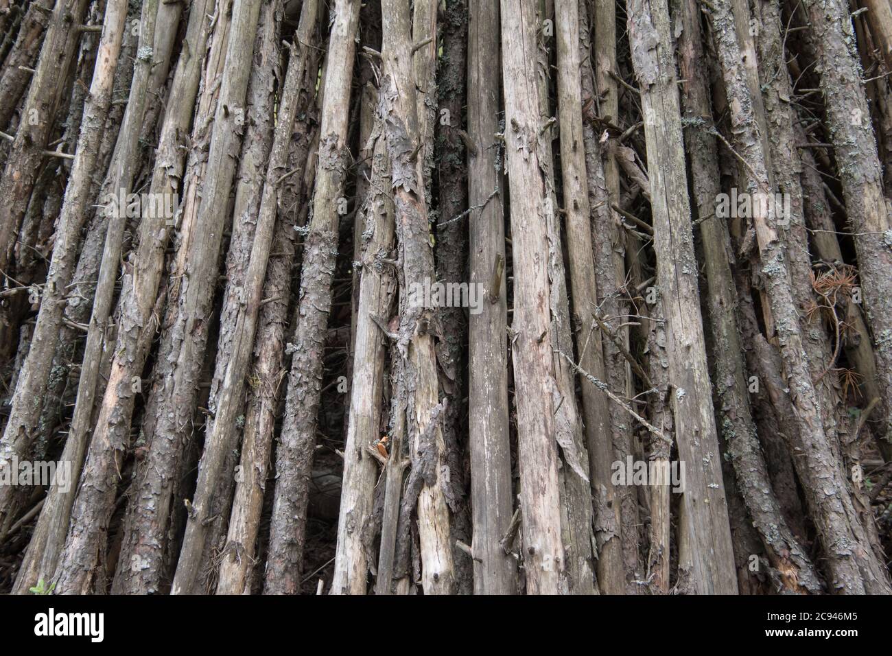 Closeup forest thin trees hi-res stock photography and images - Alamy