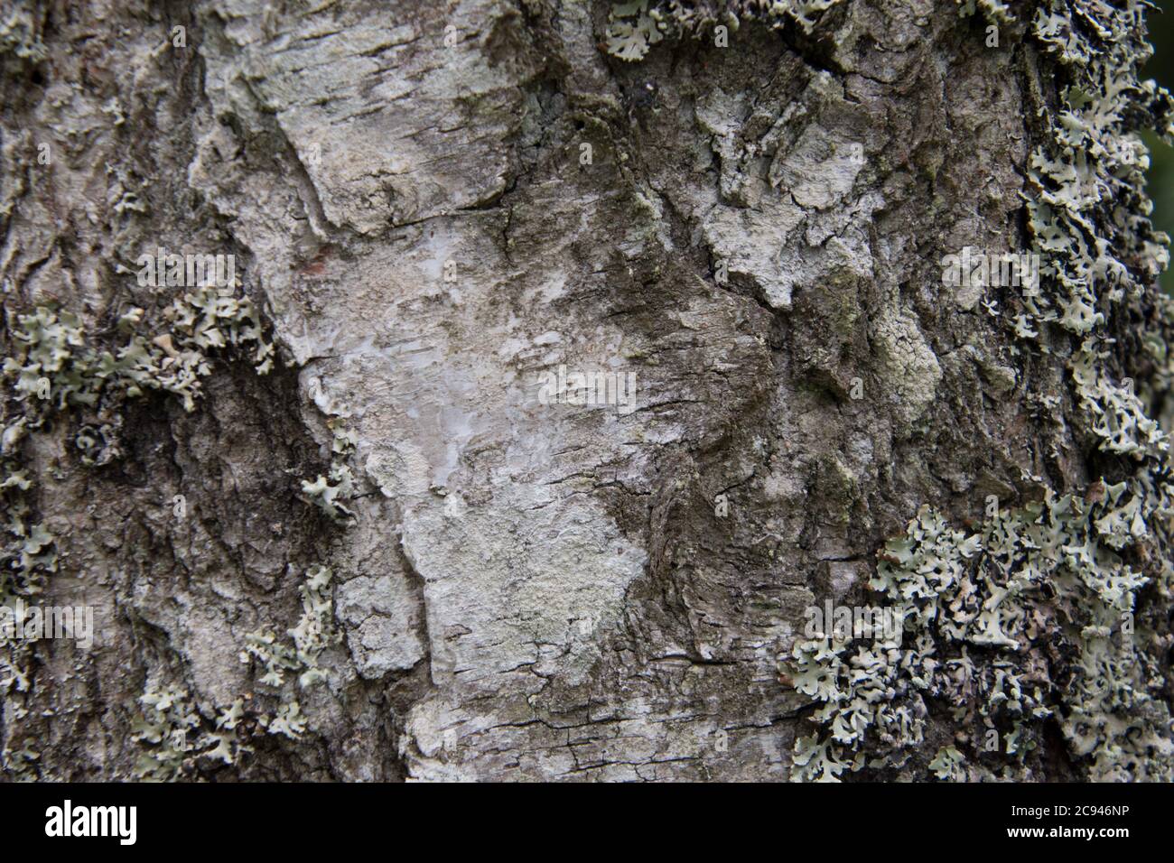 Birch tree bark texture close up Stock Photo - Alamy