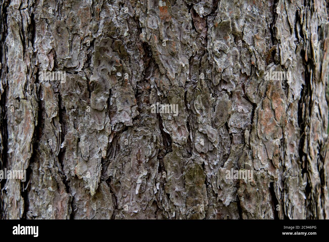 Tree bark texture close up, oak Stock Photo - Alamy