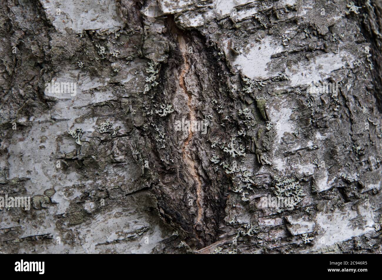 Birch tree bark with a scar texture close up Stock Photo - Alamy